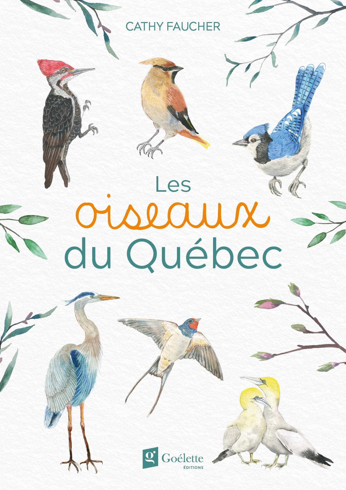 Les oiseaux du Québec - Goélette